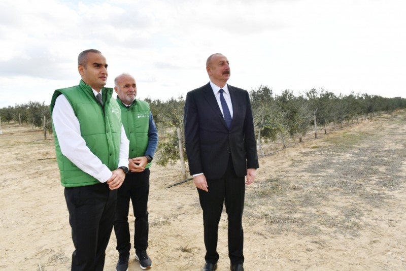 Regionda ən böyük zeytun yağı və süfrəlik zeytun məhsullarının emalı ...