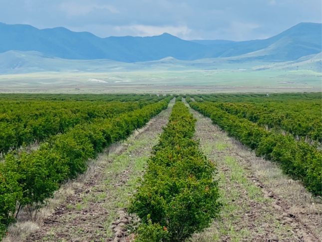 Qarabağda yeni bağların salınması və mövcud bağların bərpası ilə məşğul ...